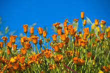 California Tree Poppy Free Stock Photo - Public Domain Pictures