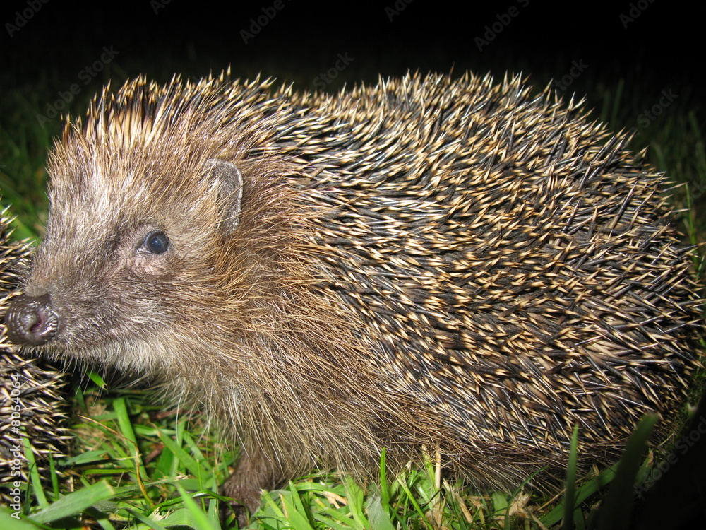 Der Braunbrustigel (Erinaceus europaeus), auch Westeuropäischer Igel ...