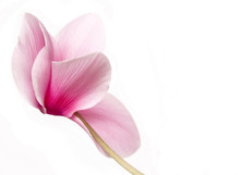 Cyclamen Flower Pink Free Stock Photo - Public Domain Pictures