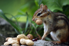 Chipmunk Holding A Peanut Free Stock Photo - Public Domain Pictures