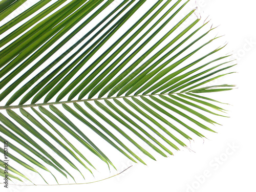 Photo Stock feuille de palmiste | Adobe Stock