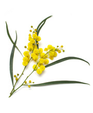 Australian Wattle Free Stock Photo - Public Domain Pictures