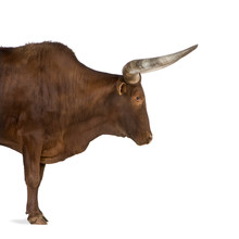 Watusi Beef, Beef, Cow Free Stock Photo - Public Domain Pictures