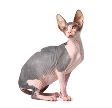 Sphynx Cat Half Yawn Free Stock Photo - Public Domain Pictures