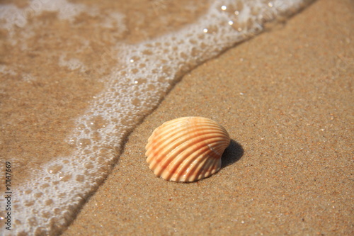 Strand, Muschel, Meer Stock-Foto | Adobe Stock
