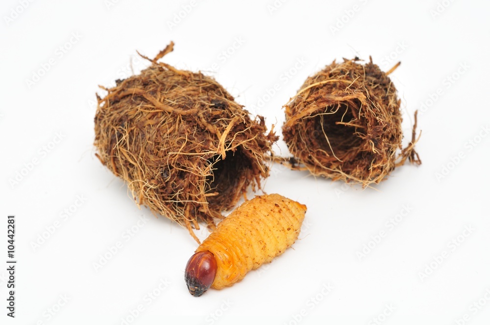 Sago Grub & Cocoon. Palm tree weevil. Stock Photo | Adobe Stock