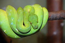 Green Spotted Snake Coiled Free Stock Photo - Public Domain Pictures
