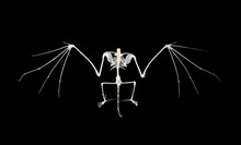 Bat Skeleton Free Stock Photo - Public Domain Pictures
