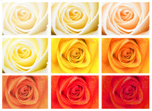 Assorted Colored Roses Free Stock Photo - Public Domain Pictures