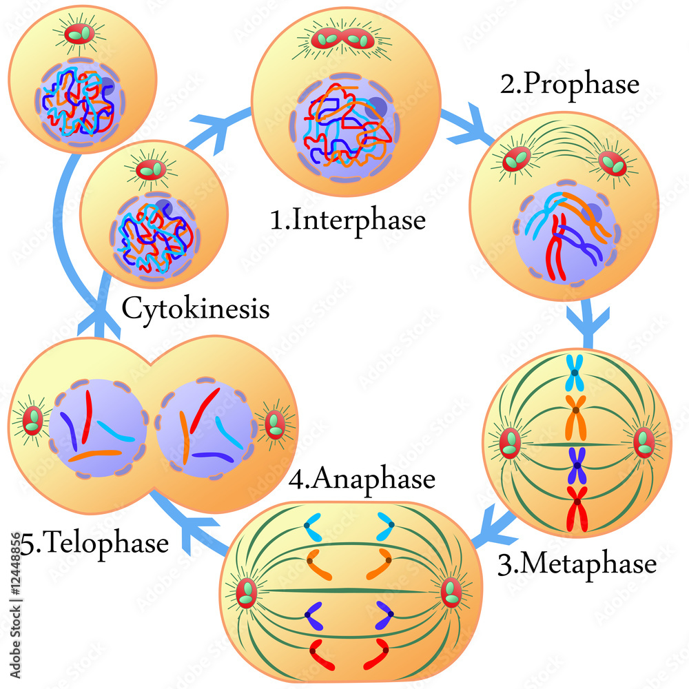 Mitosis and cell cycle Stock Illustration | Adobe Stock
