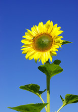 Sunflower Free Stock Photo - Public Domain Pictures