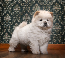 Dog Chow Chow Vintage Free Stock Photo - Public Domain Pictures