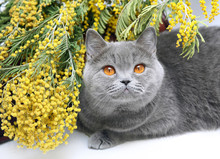 Cat With Yellow Flowers Free Stock Photo - Public Domain Pictures