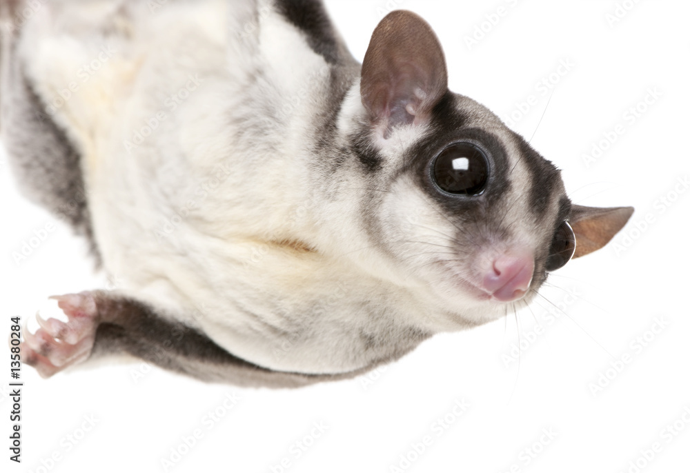 sugar glider - Petaurus breviceps の Stock フォト | Adobe Stock