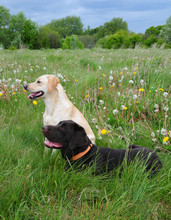 Labrador Retriever In Country Field Free Stock Photo - Public Domain ...