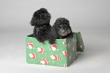 Cockapoo Christmas Free Stock Photo - Public Domain Pictures