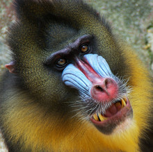 Mandril Foto stock gratuita - Public Domain Pictures