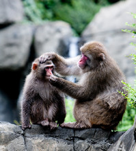 Monkey Grooming Free Stock Photo - Public Domain Pictures