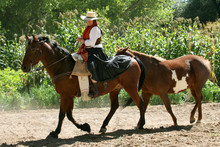 Horse And Rider On Path Free Stock Photo - Public Domain Pictures