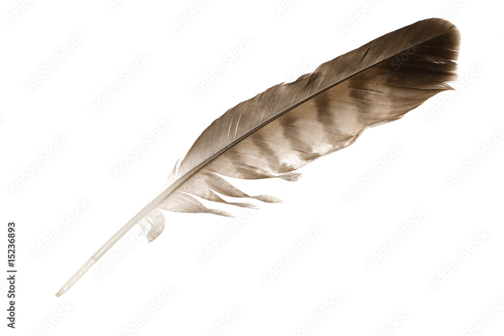 variegated eagle feather Stock Photo | Adobe Stock