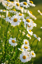 Shasta Daisy Close-up Free Stock Photo - Public Domain Pictures