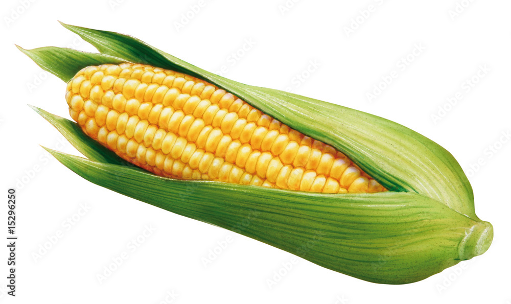 Stock-Illustration „Maiskolben“ | Adobe Stock