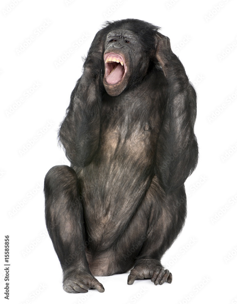 Monkey Screaming