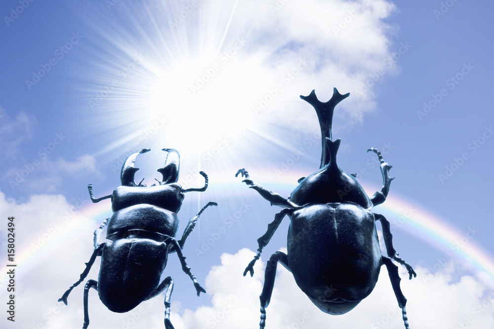 Foto de Stock カブトムシとクワガタ | Adobe Stock