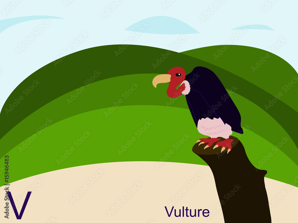 Animal alphabet flash card, V for vulture Stock Vector | Adobe Stock
