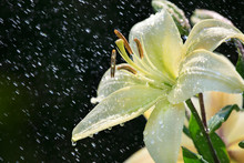 White Lily And Rain Drops Free Stock Photo - Public Domain Pictures