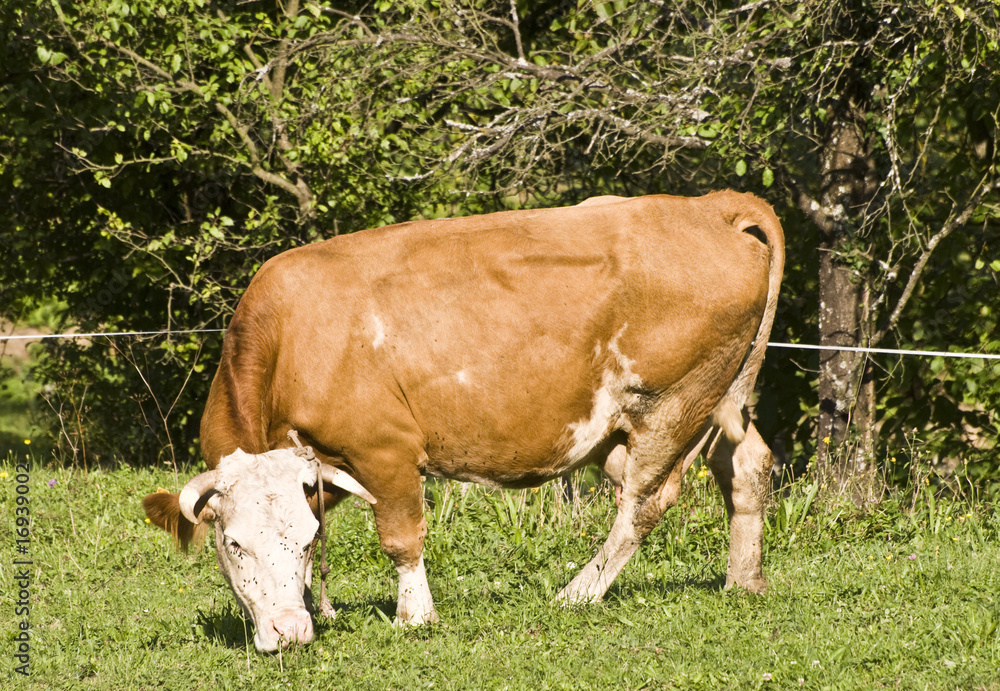Mucca pezzata rossa italiana 2 Stock Photo | Adobe Stock