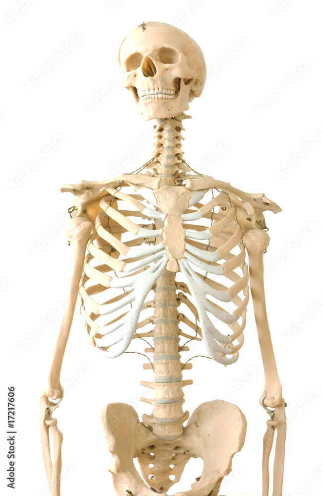 Human skeleton Stock Photo | Adobe Stock