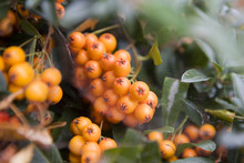 Orange Pyracantha Berry Clusters Free Stock Photo - Public Domain Pictures