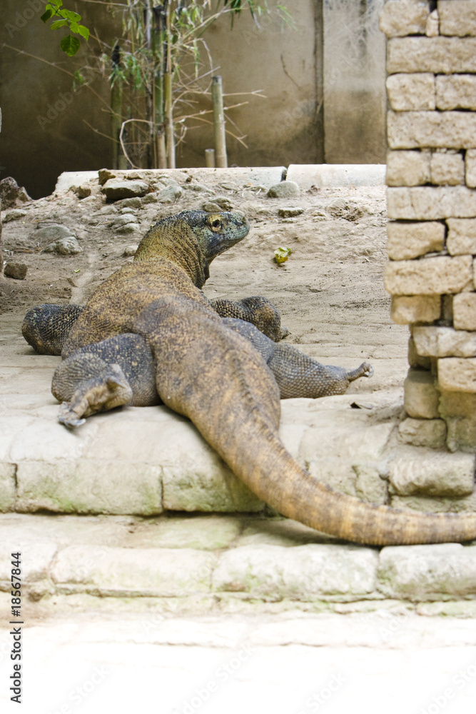 Komodo dragons , Indonesia- Huge monitor lizard.. Stock Photo | Adobe Stock