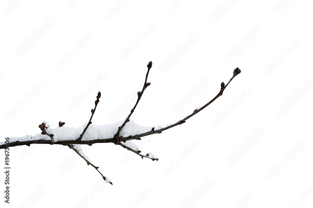 Stock-Foto „Ast mit Schnee“ | Adobe Stock