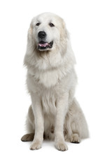 Great Pyrenees Dog Portrait Free Stock Photo - Public Domain Pictures