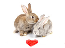 Bunny Valentine Free Stock Photo - Public Domain Pictures