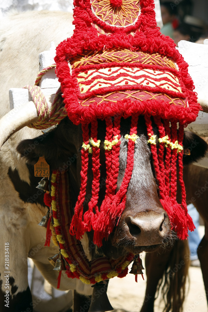 Bull on parade Stock Photo | Adobe Stock