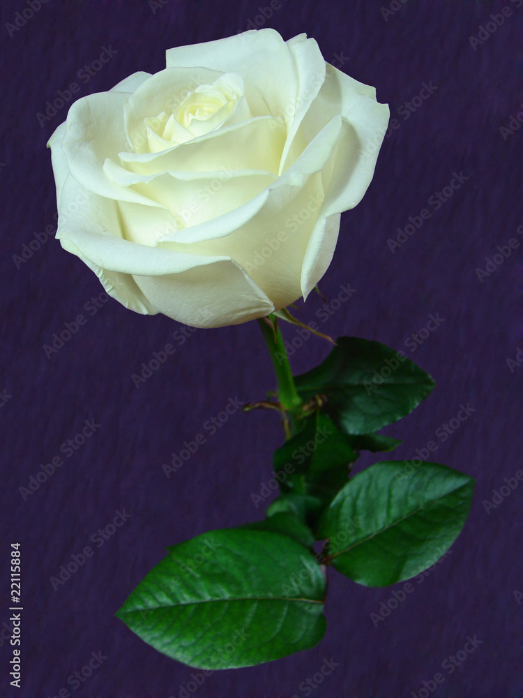 rose blanche Stock Photo | Adobe Stock