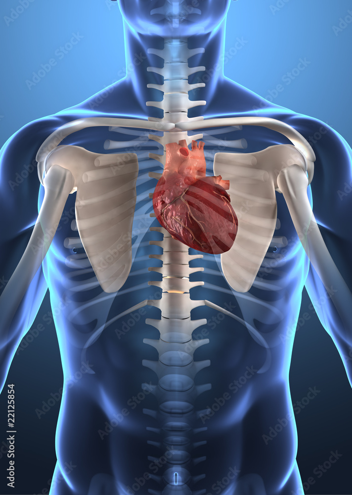 Human anatomy - heart in chest Stock Illustration | Adobe Stock