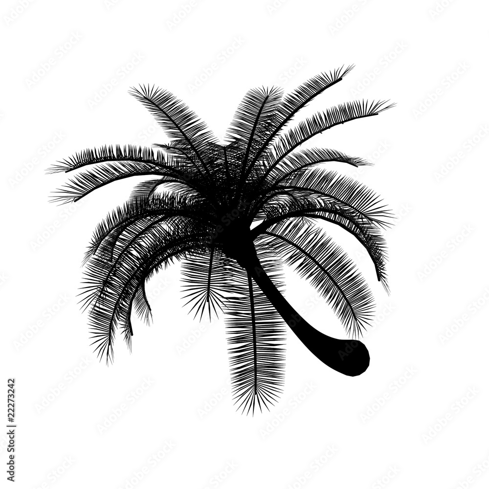 Black on white palm tree silhouet Stock Illustration | Adobe Stock