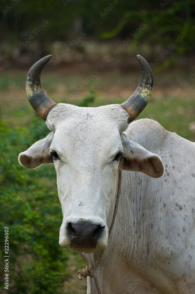American brahman bull Stock Photo | Adobe Stock