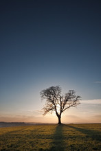 Tree At Sunset Free Stock Photo - Public Domain Pictures