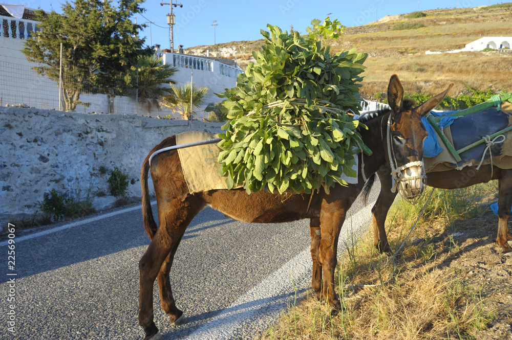 donkey to work with a load of fig leaves Stock Photo | Adobe Stock