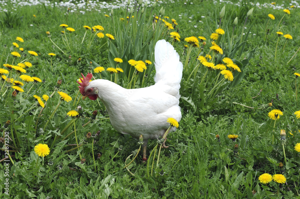 Stock-Foto „Huhn_d1826“ | Adobe Stock