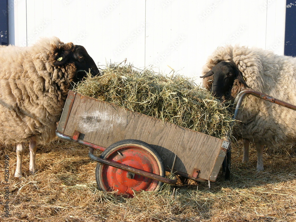 Stock-Foto „Hungrige Schafe mit einer Karre voll Heu im Sommer bei ...