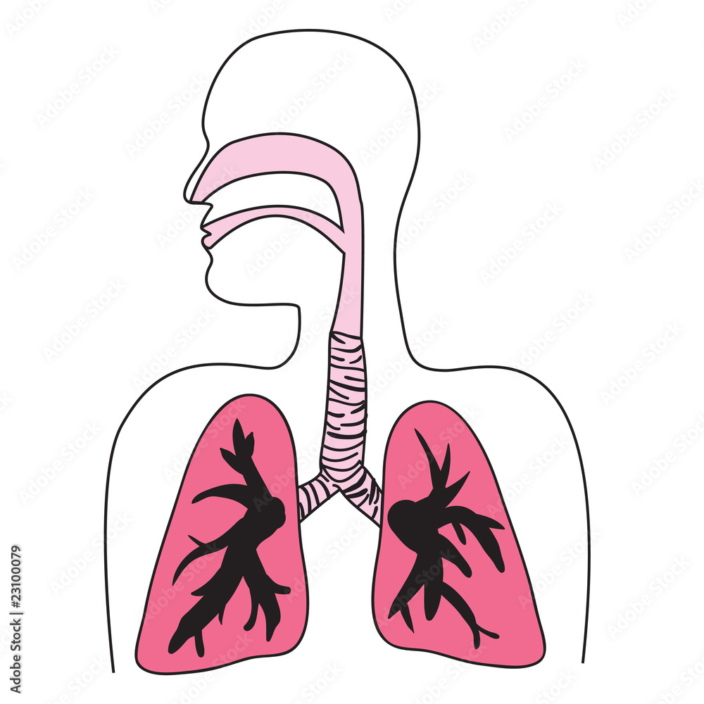 Human Respiratory System Diagram Stock Vector | Adobe Stock