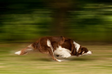 Fast Moving Terrier Dog Free Stock Photo - Public Domain Pictures