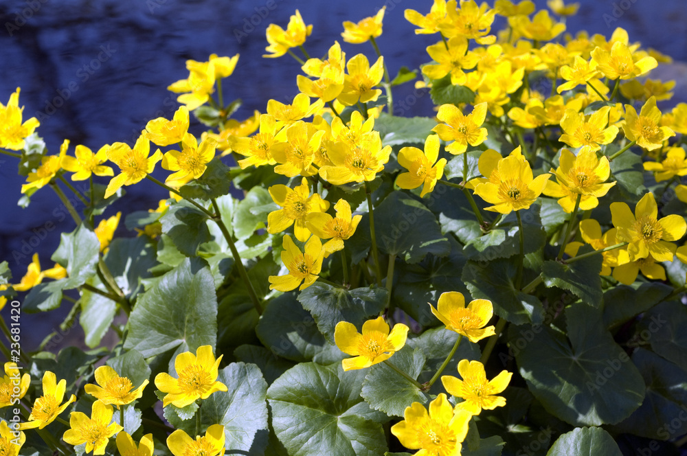 Sumpfdotterblume, Caltha palustris Stock Photo | Adobe Stock