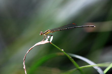 Yellow Damselfly Close-up Free Stock Photo - Public Domain Pictures